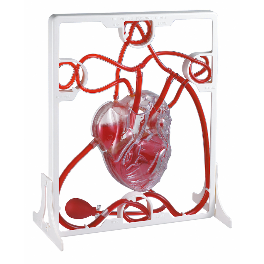 Pumping Heart Model | Eduspace Supplies