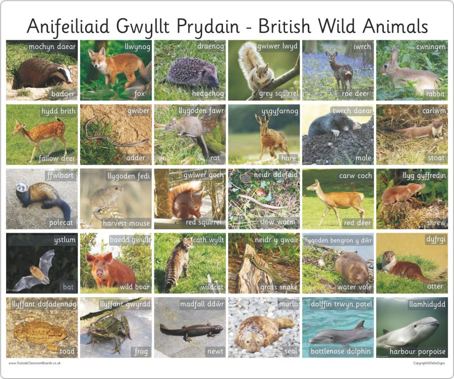 30 Bilingual Welsh British Wild Animals | Eduspace Supplies