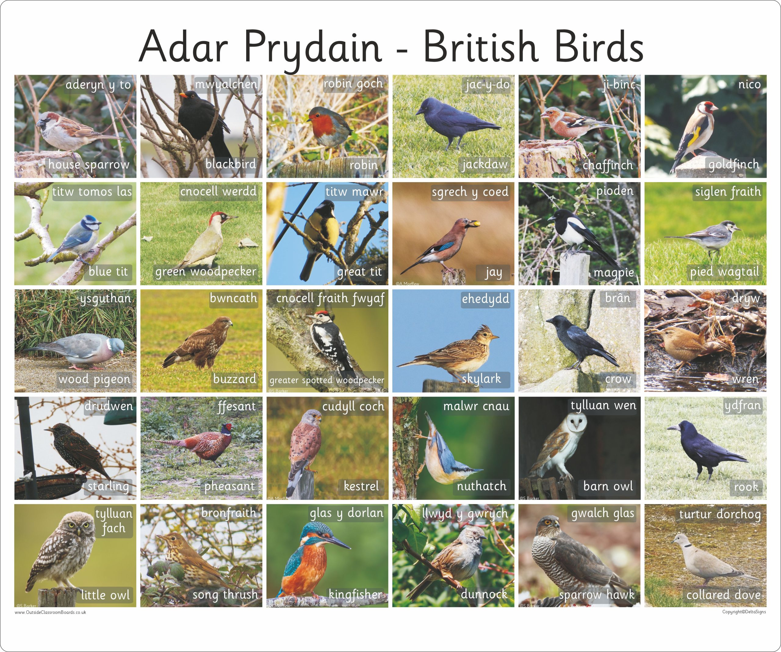30 Bilingual Welsh British Birds – Photo | Learning Space Solutions
