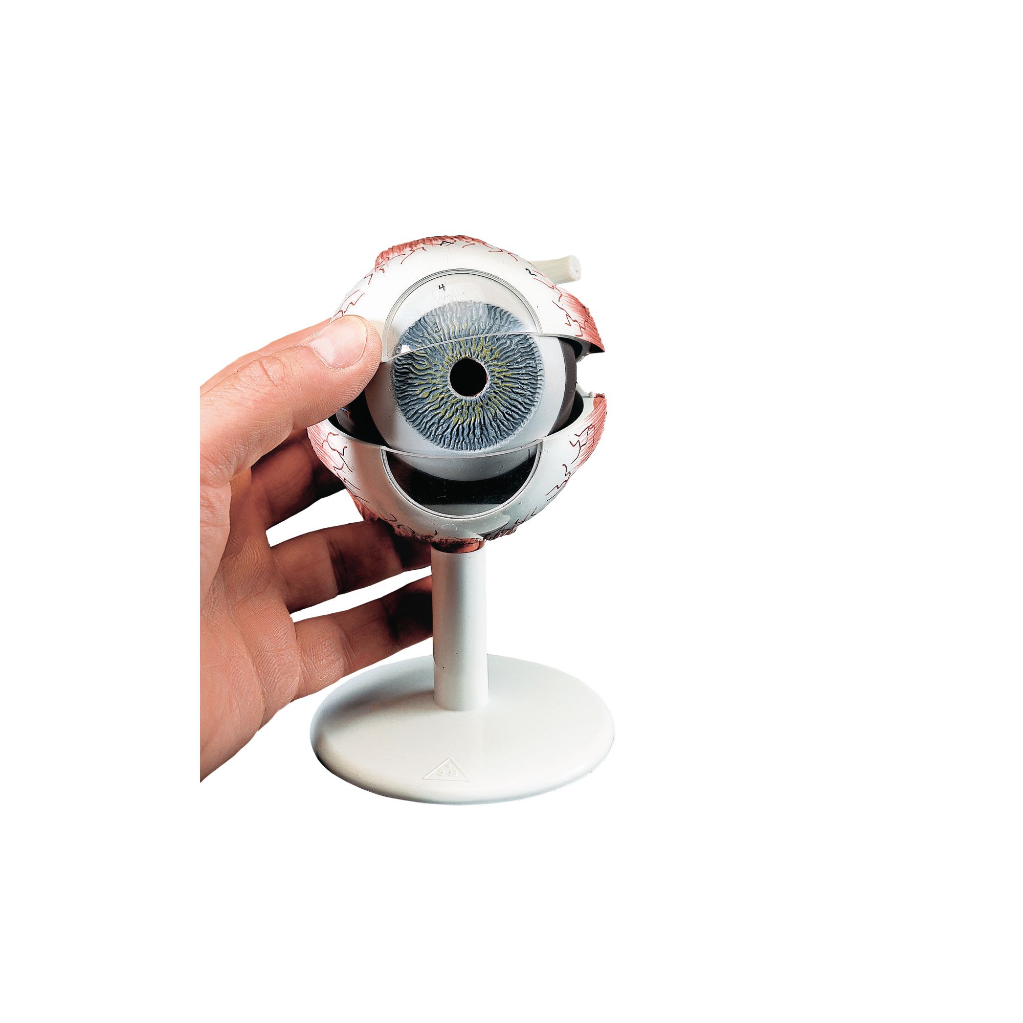 Human Eye | Eduspace Supplies