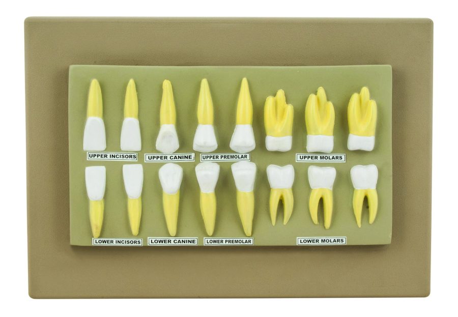 Human Teeth: Display Model | Eduspace Supplies