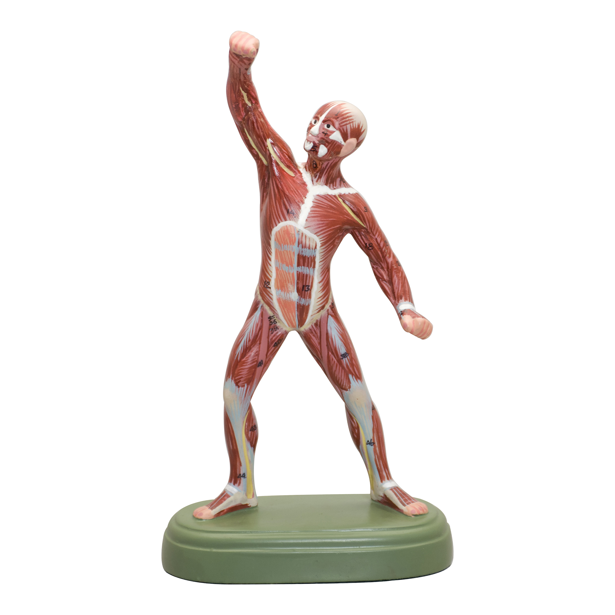 Model Muscle Figure | Eduspace Supplies