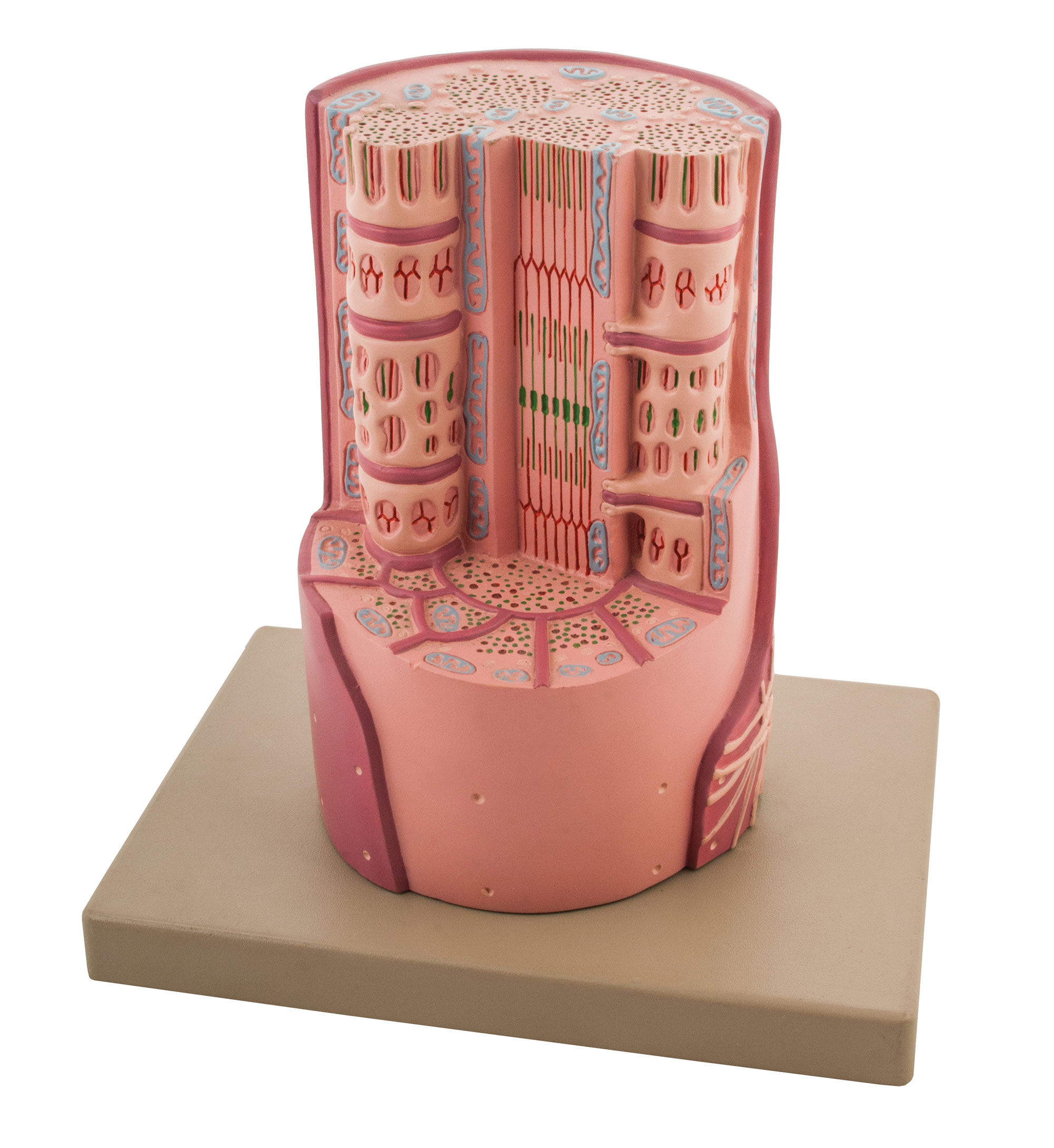 Muscle on Bone Model | Learning Space Solutions