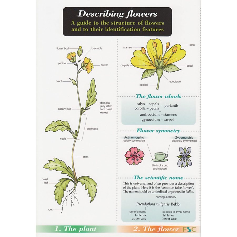 Describing Flowers Chart | Eduspace Supplies