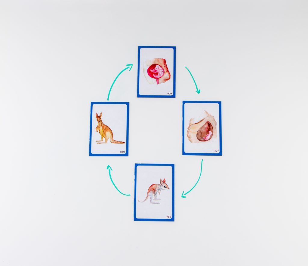 Mammal Life Cycles Magnetic Tiles | Eduspace Supplies