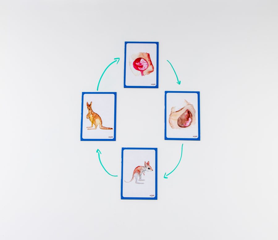 Mammal Life Cycles Magnetic Tiles | Eduspace Supplies