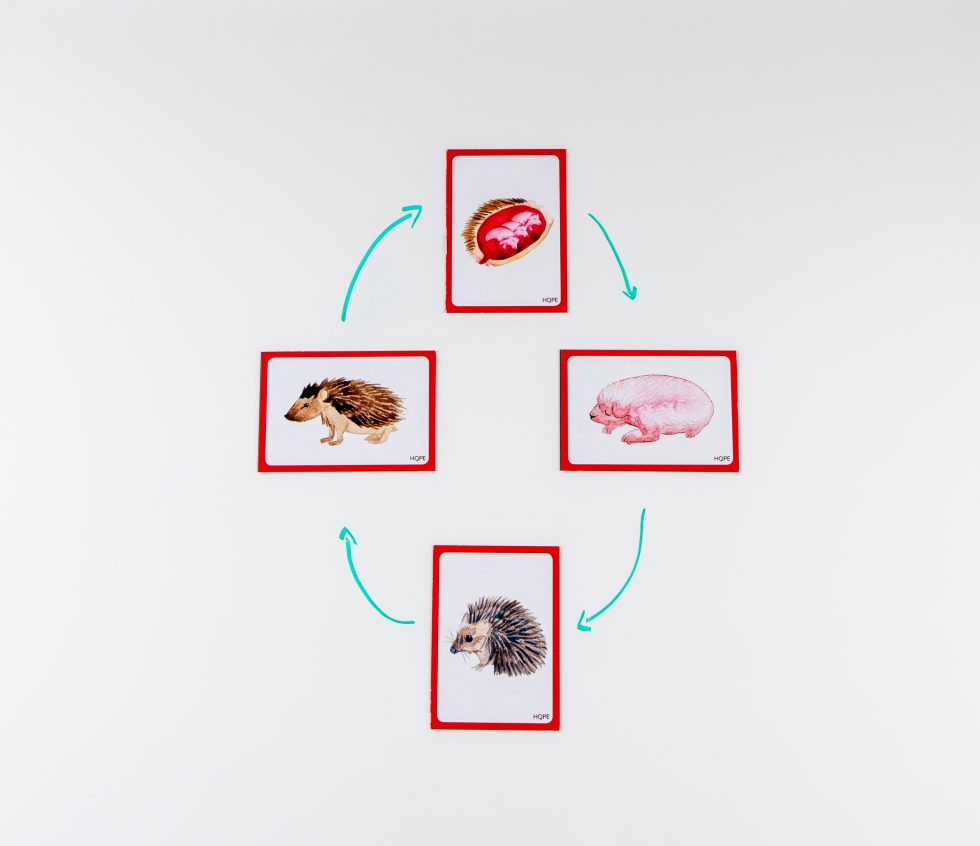 Mammal Life Cycles Magnetic Tiles | Eduspace Supplies