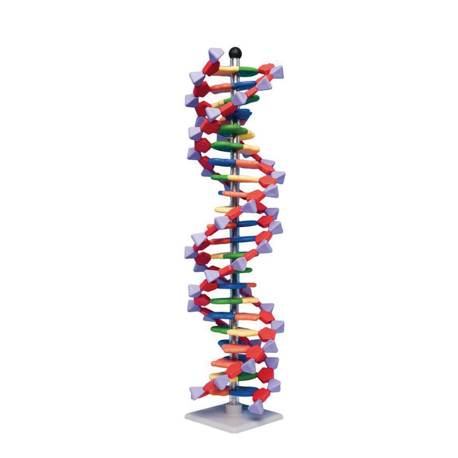 Mini Dna 22 Layer Molecular Model Kit | Learning Space Solutions