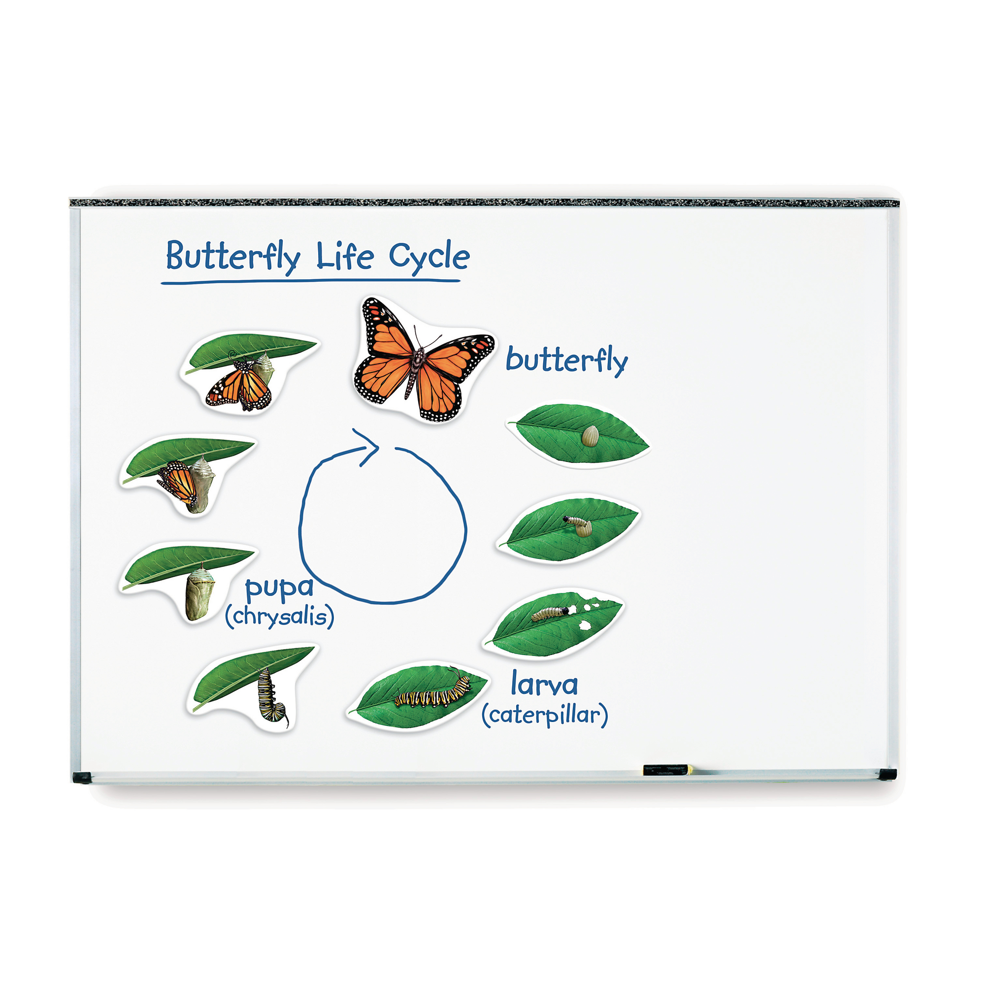 Magnetic Butterfly Life Cycle | Learning Space Solutions