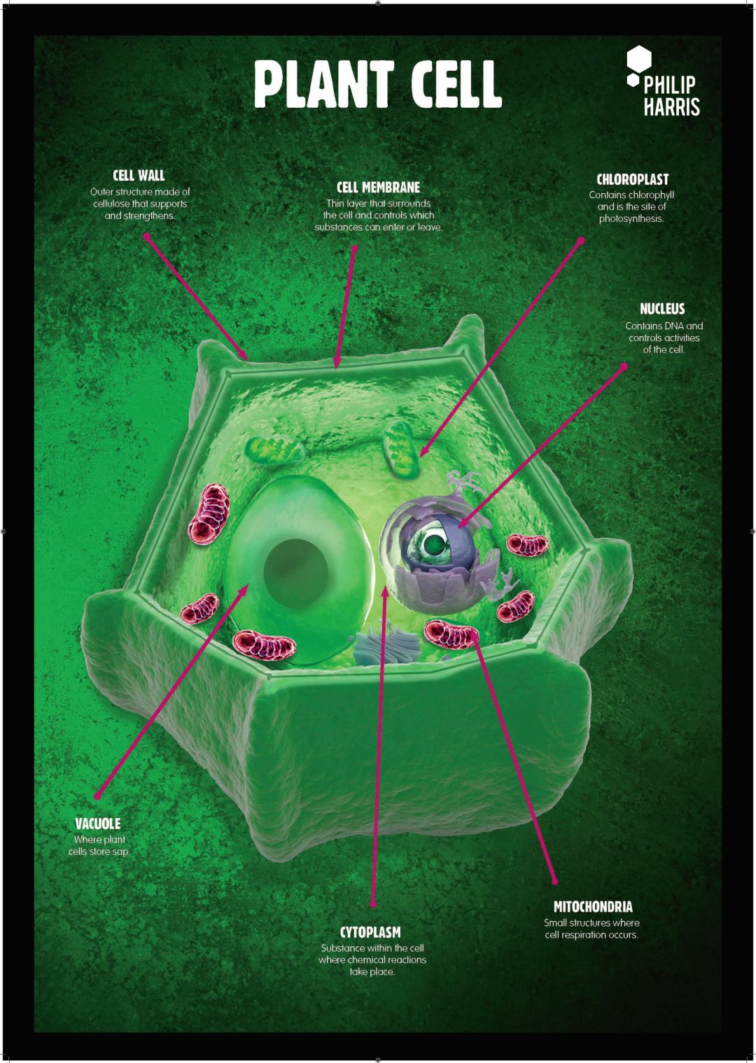 Plant Cells Poster | Eduspace Supplies