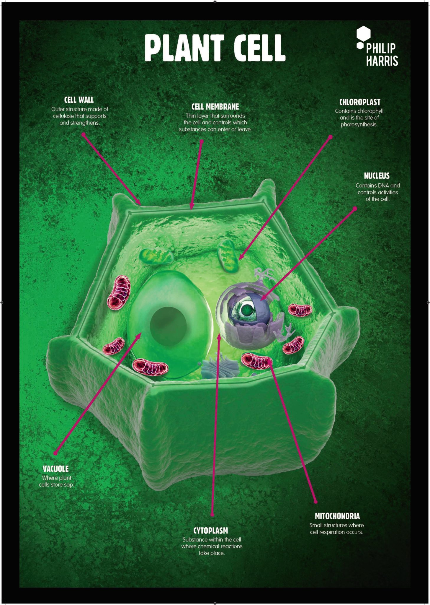 Plant Cells Poster | Eduspace Supplies