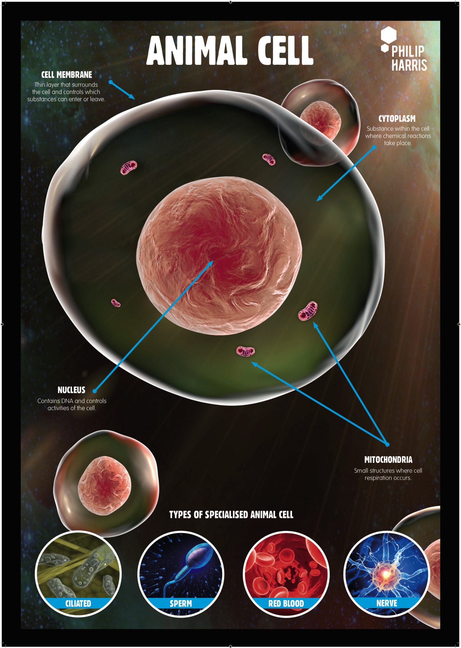 Animal Cells Poster | Eduspace Supplies