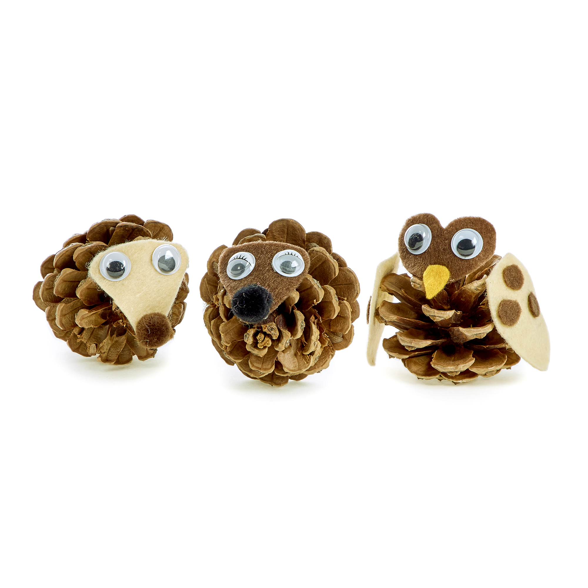 Pine Cones | Eduspace Supplies