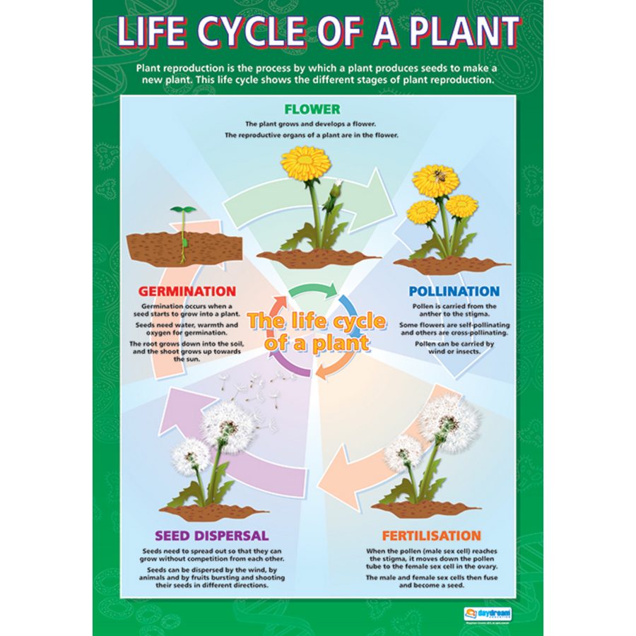 Plants Posters A1 | Eduspace Supplies