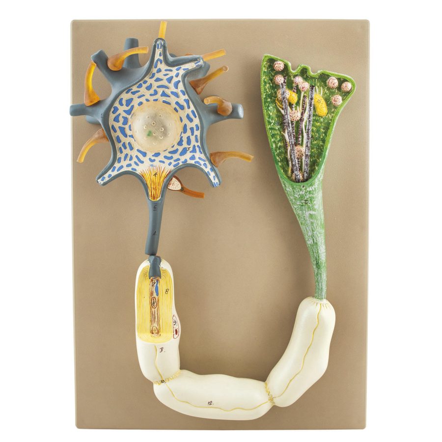 Neuron Model | Eduspace Supplies