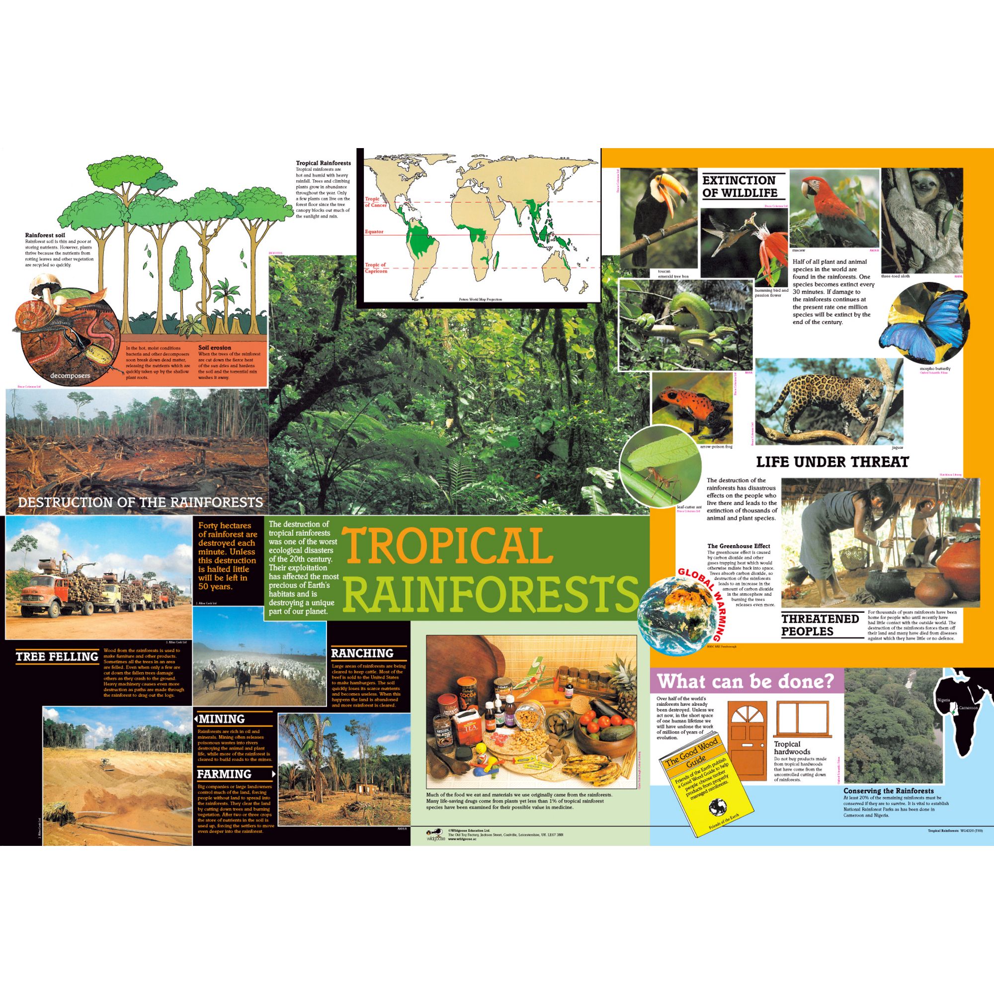 Tropical Rainforest Poster | Eduspace Supplies