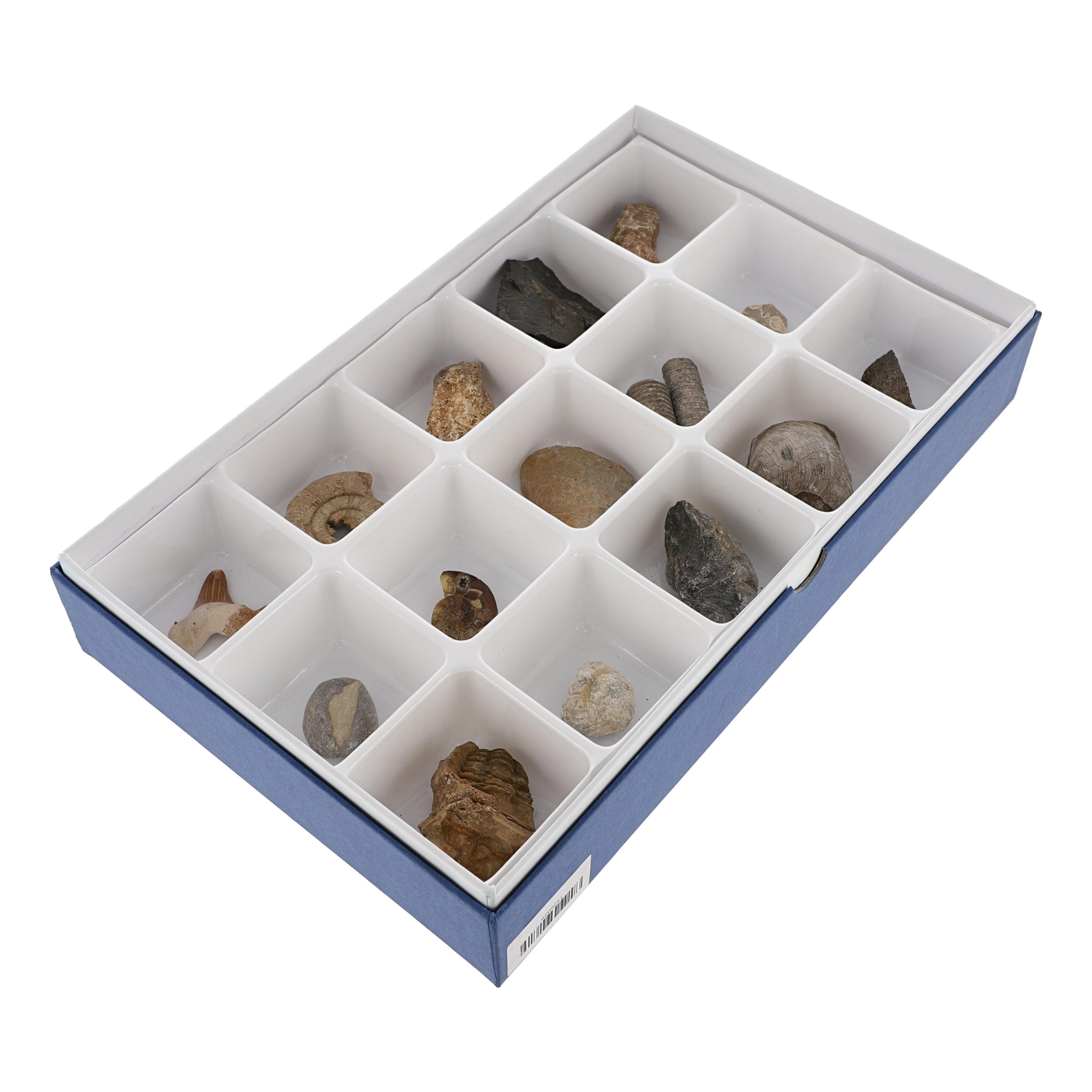 15 Specimen Fossil Set | Eduspace Supplies