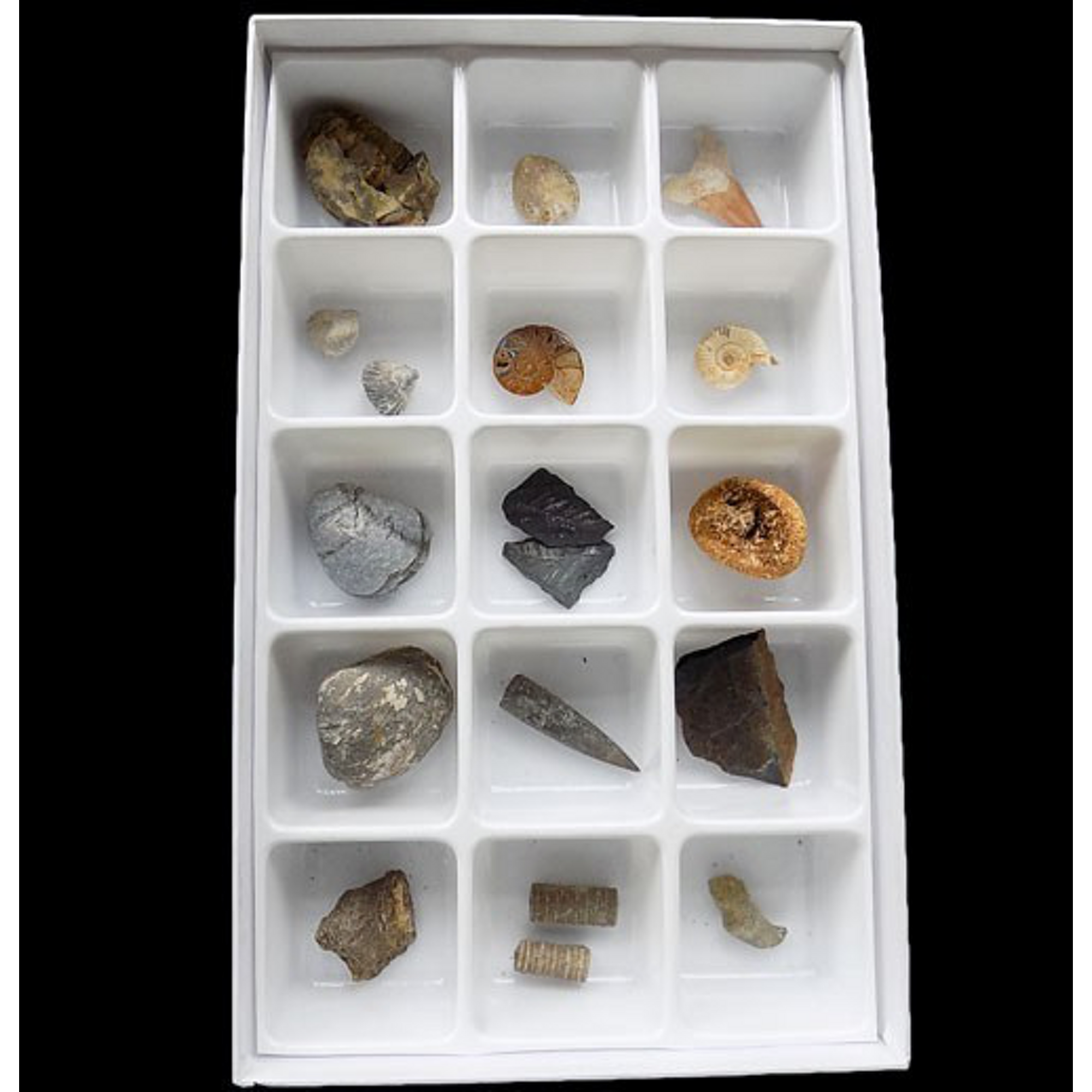 15 Specimen Fossil Set | Eduspace Supplies