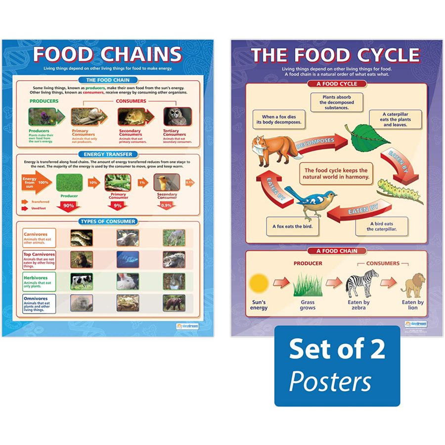 The Food Cycle Food Chains Posters | Eduspace Supplies