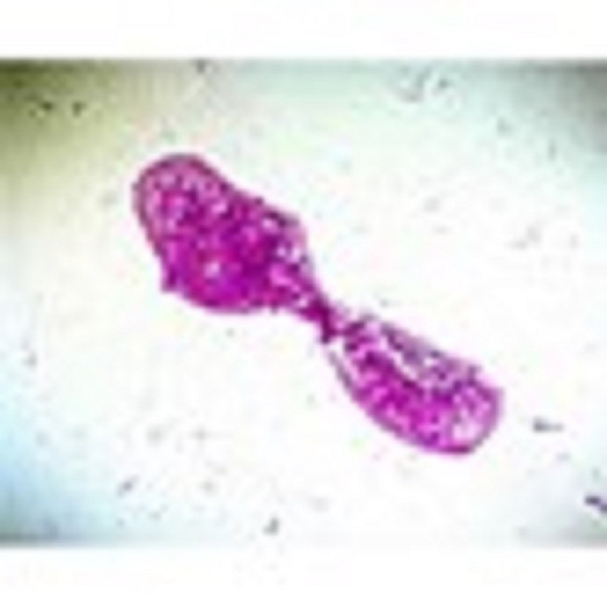 Bacterial Slide Set | Eduspace Supplies
