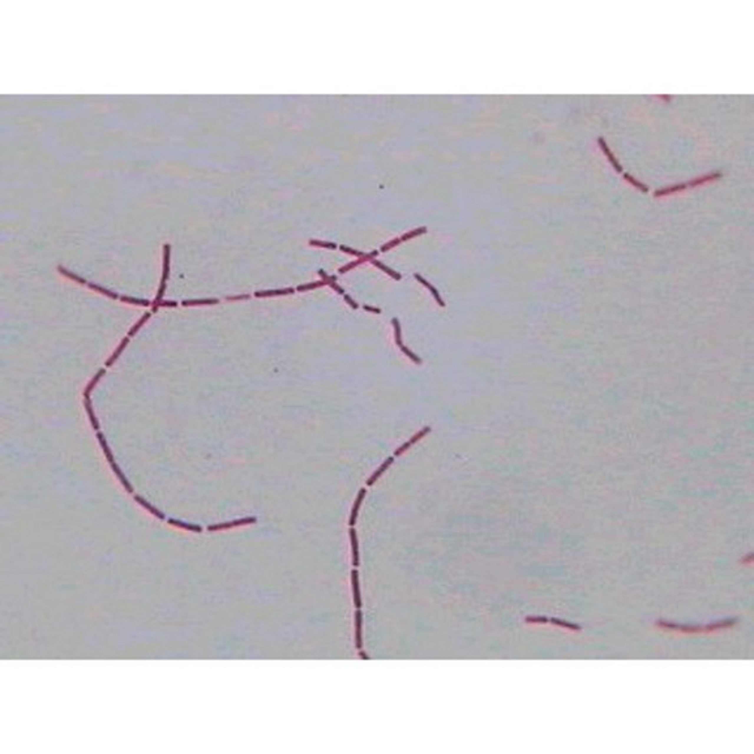 Bacterial Slide Set | Eduspace Supplies