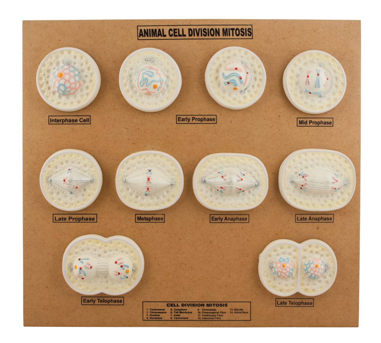 Model Animal Cell Division Mitosis | Eduspace Supplies
