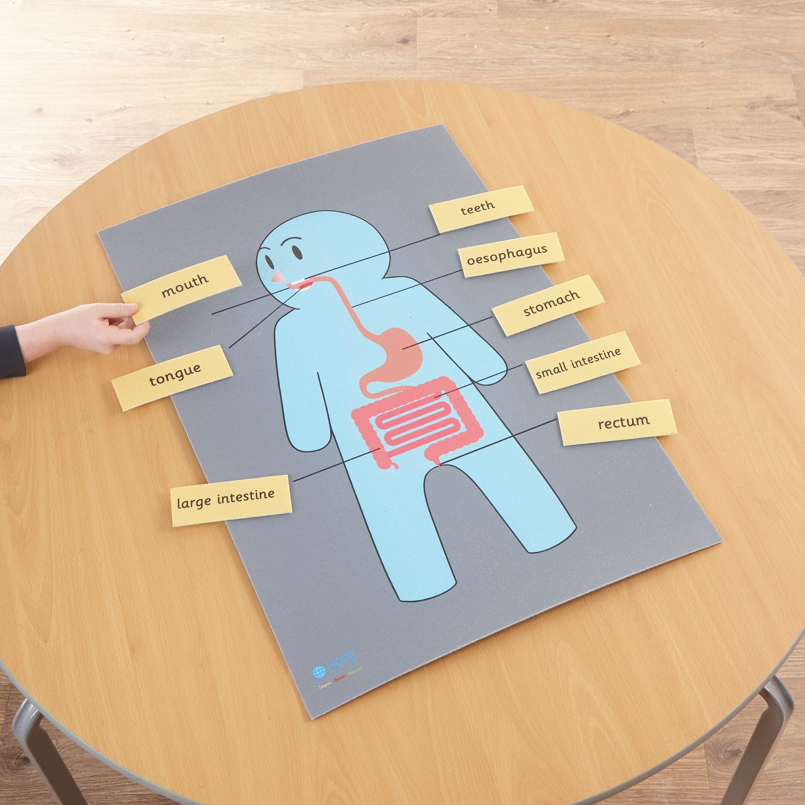 Table Top Digestive Mat | Eduspace Supplies