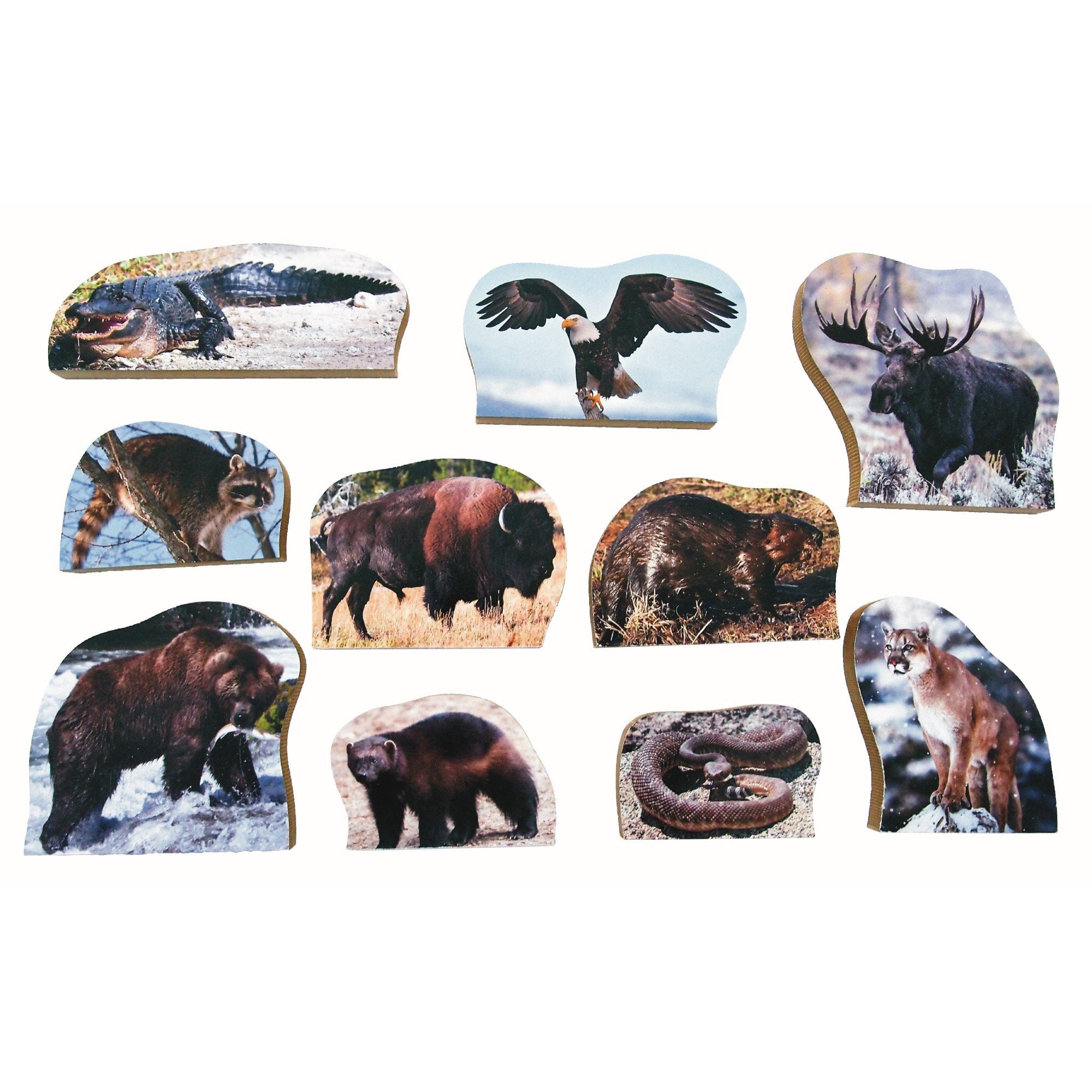 North America Jigsaw | Eduspace Supplies