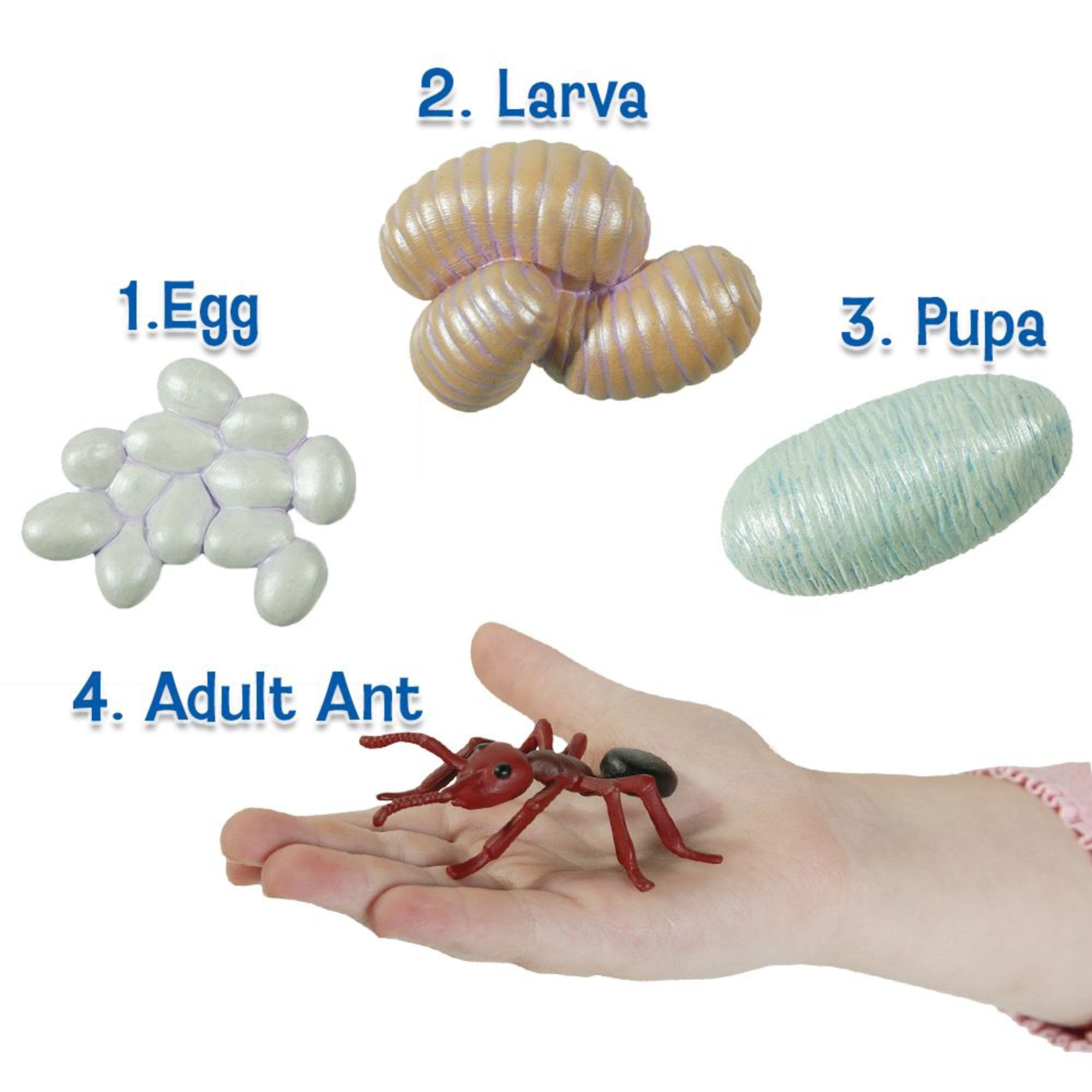 Ant Life Cycle Figures | Eduspace Supplies