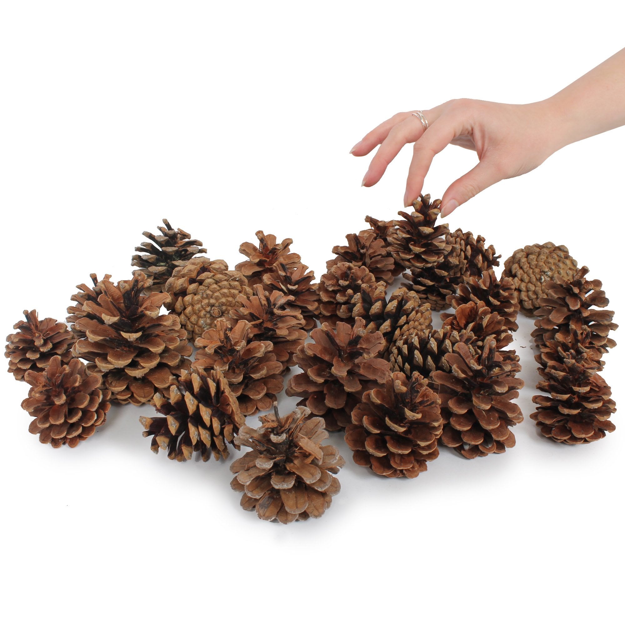 Pack Of Pine Cones | Eduspace Supplies