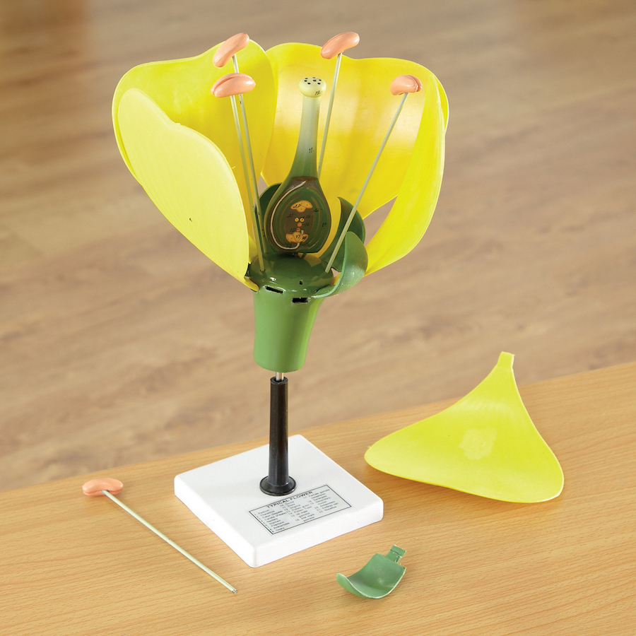 3D Flower Model With Detachable Parts | Eduspace Supplies