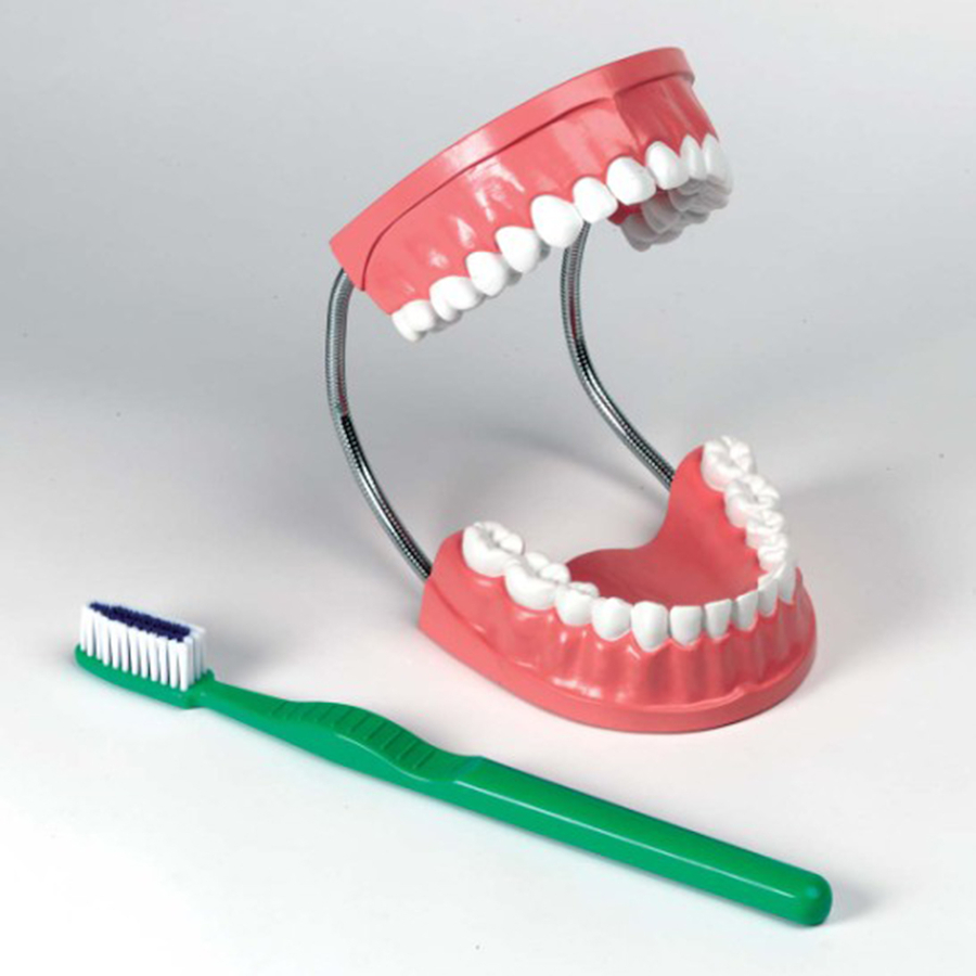 Set of Teeth Model | Eduspace Supplies