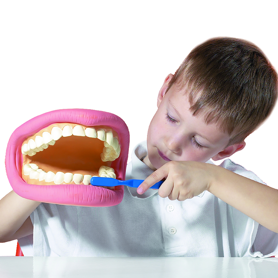 Healthy Set of Teeth Model | Eduspace Supplies