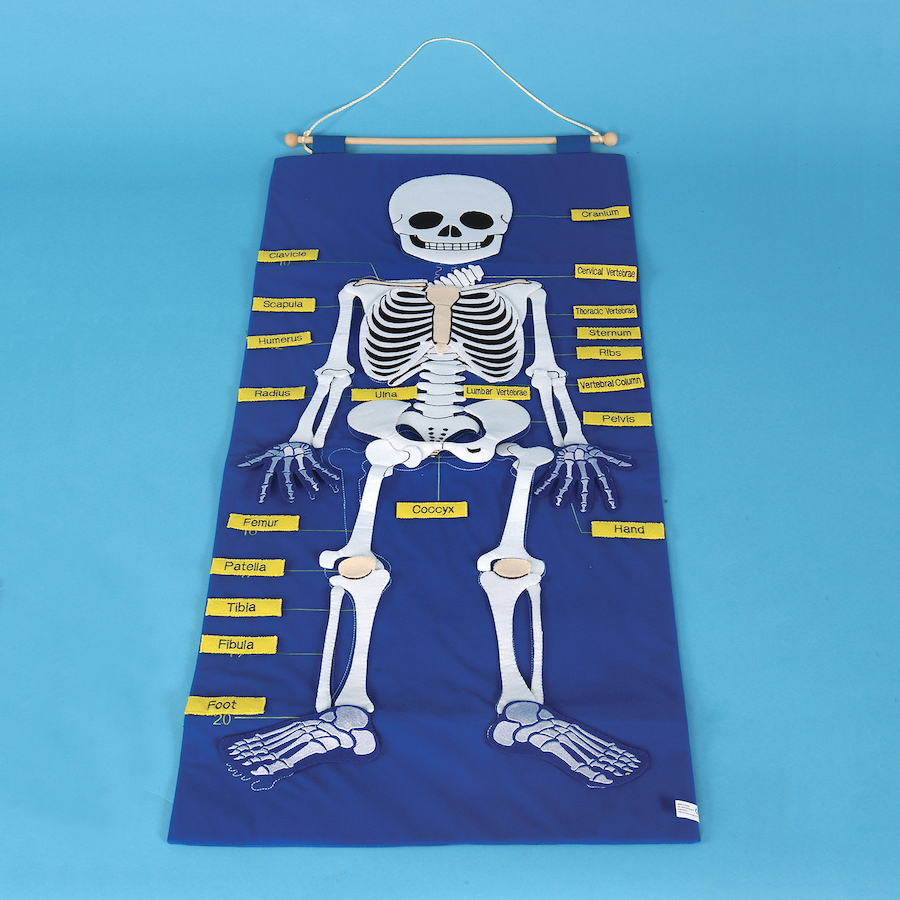 Fabric Skeleton Wall Hanging | Eduspace Supplies